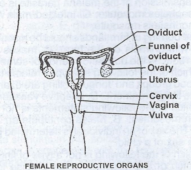 CramA1 SS2 notes: Reproductive Systems